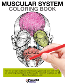 Muscular System Coloring Book | Hebban.nl